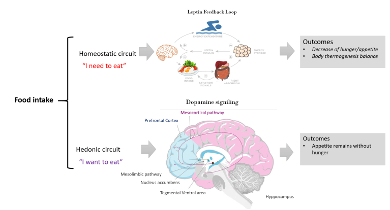 Food Preferences: How the Brain Drives our Eating Behavior – Cristina ...